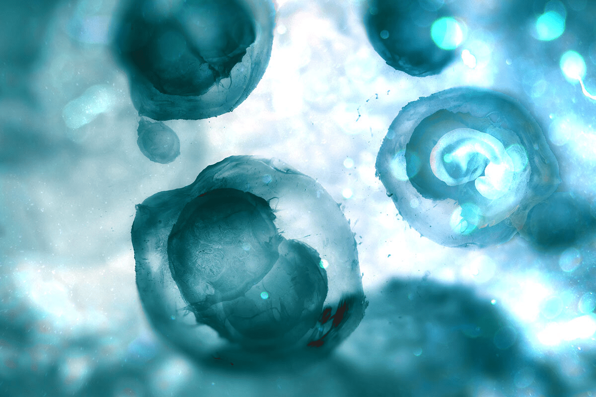 The Science Behind how long can an embryo stay frozen - Liv Hospital