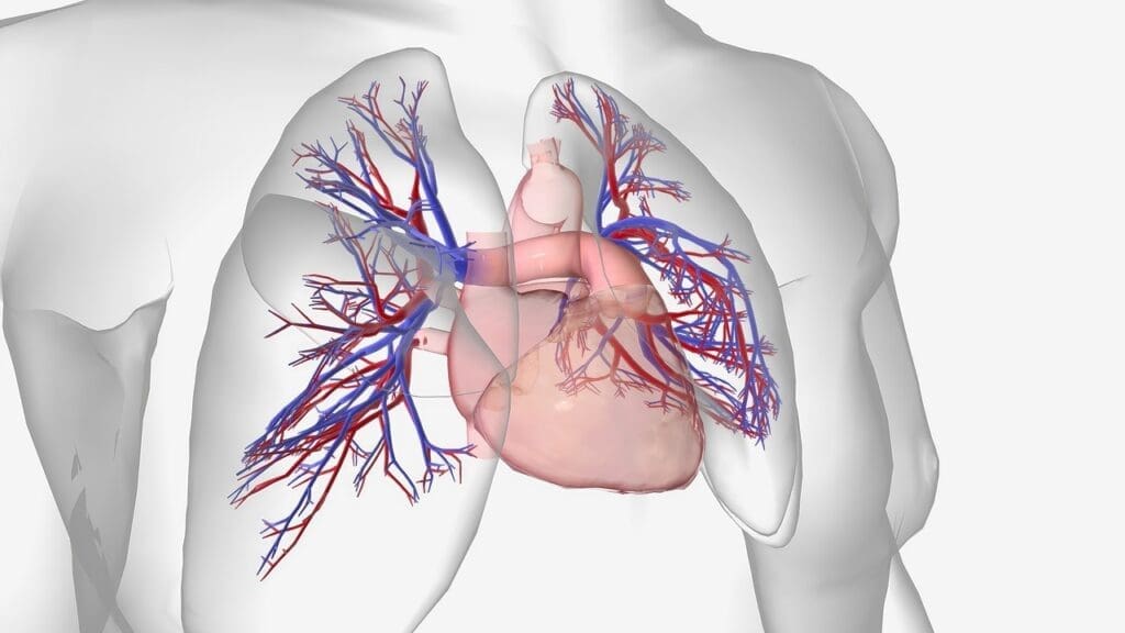 Pulmonary Circulation Diagram: 5 Key Functions and Simple Definitions