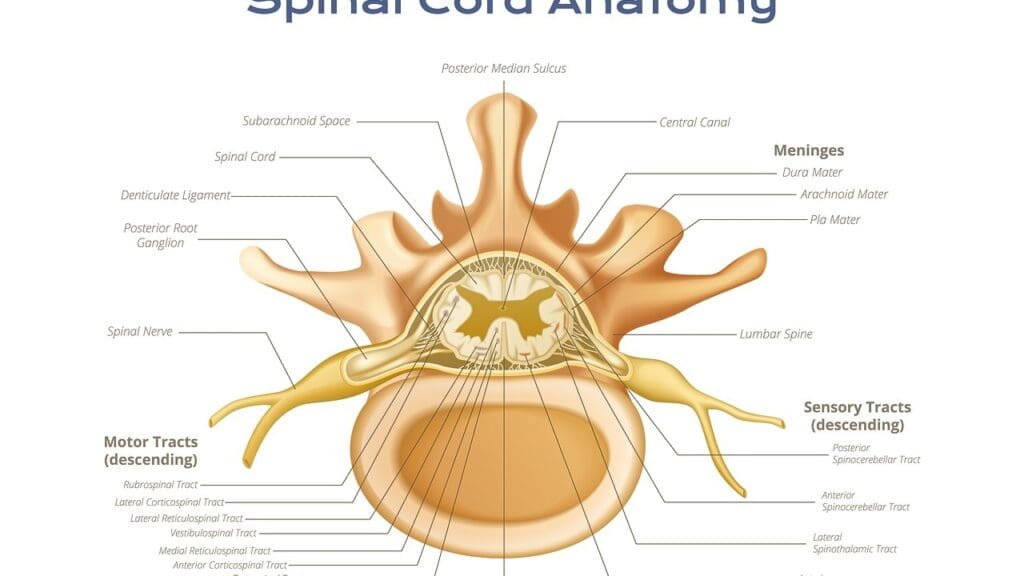 What Is a Disc Protrusion and How Does It Affect the Spine?