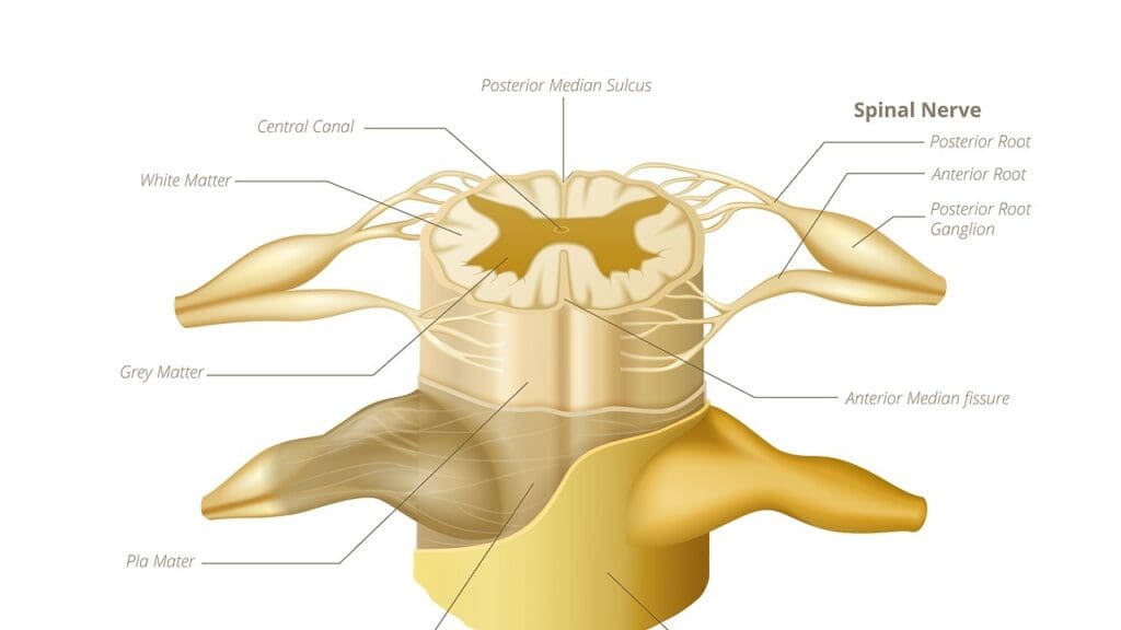 What Is Central Protrusion of Disc? Causes, Symptoms, and Related Types ...