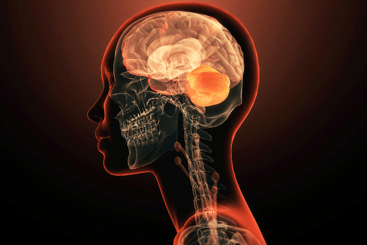 Essential 7 Types Of Nervous System And Diagram Guide - Liv Hospital