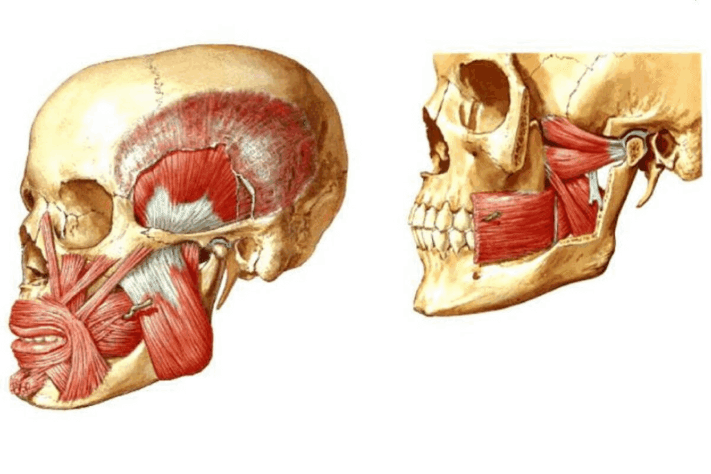 Jaw Muscle Cramp: 5 Quick Fixes (When Yawning) - Liv Hospital